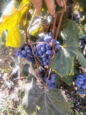 Vand struguri pt vin Targu Jiu - Casa si gradina