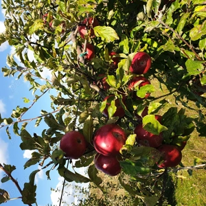 Vand mere en gross in Fălticeni. Tel. Falticeni - Casa si gradina
