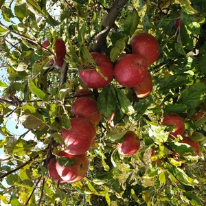 Vand mere en gross in Fălticeni. Tel. Falticeni - Casa si gradina