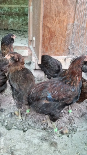Araucana potrarnichiu salbatic Valenii de Munte - Animale