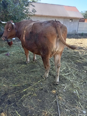 Vaca de vînzare pentru abator Constantin Gabrielescu - Animale