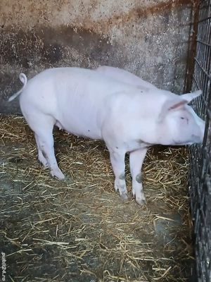 Purcei de vânzare Baiculesti - Animale