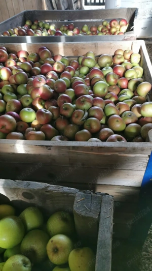 Vand mere pentru consum! Ciolt - Casa si gradina