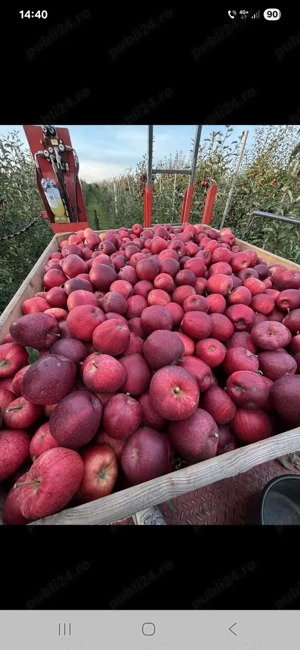 Mere de vânzare Cizer - Casa si gradina