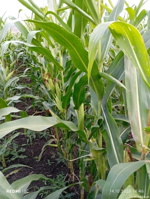 Porumb verde pentru siloz. Calanu Mic - Casa si gradina