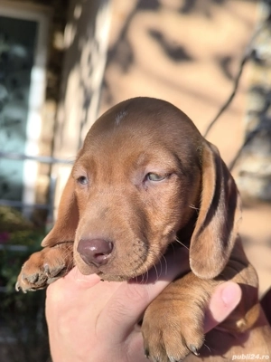 Catel teckel Somes-Odorhei - Animale