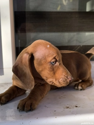 Catel teckel Somes-Odorhei - Animale