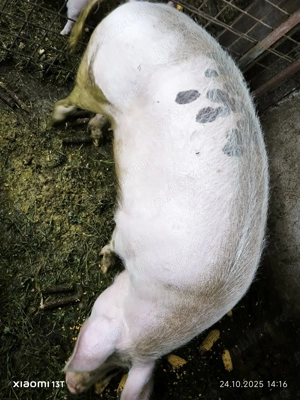 Scroafă marele alb frumoasa Lugasu de Sus - Animale