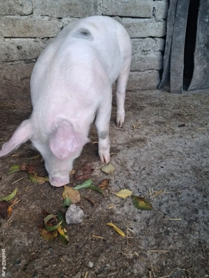 De vânzare 1 mascul 30..35 kg ofer transport Bucerdea Granoasa - Animale