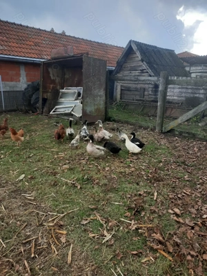 Vand sau schimb rate polare Carei - Animale