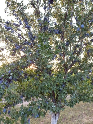 Tuica de Prune 2025 Focsani - Casa si gradina