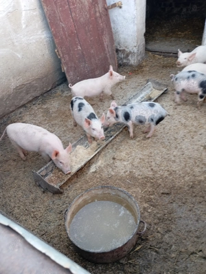 De vânzare purceii Arad - Animale