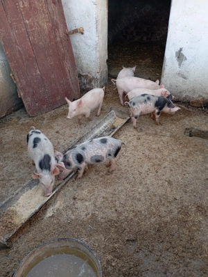 De vânzare purceii Arad - Animale