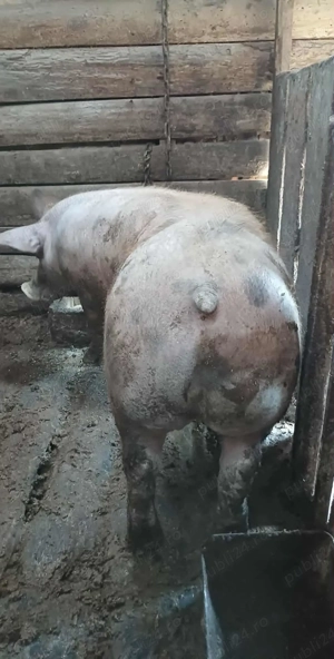Vand porc de carne 14 ron kg Iadara - Animale