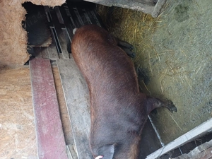 Vând porc Galati - Animale