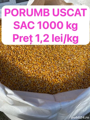 Vand porumb uscat Magiresti - Casa si gradina