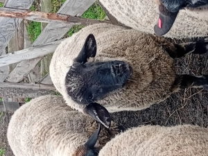 Vand oi suffolk Falticeni - Animale