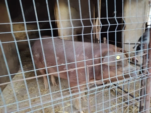 Vând porc Buteasa - Animale