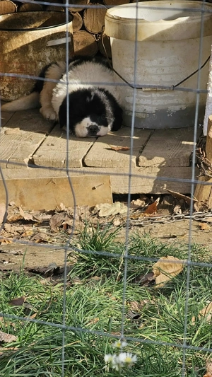 Ciobanesc de bucovina Copalnic-Deal - Animale