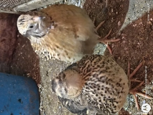 Vand prepelite si oua Jimbolia - Animale