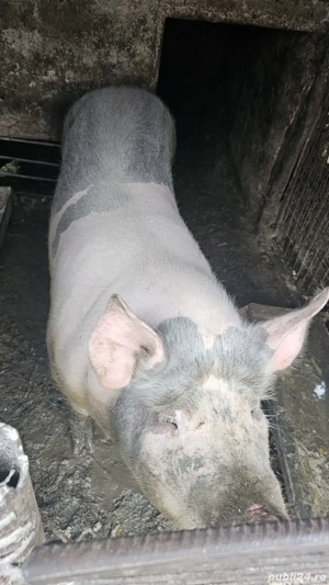 Vand porc 15 lei kg Ianca - Animale