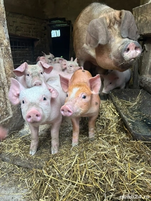 Vand purcei Petrean Almas - Animale