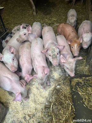 Vand purcei Petrean Almas - Animale