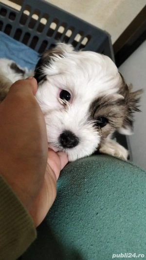 Vând pui de Bichon Cuceu - Animale