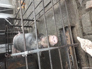 Vand porc de carne Calan - Animale