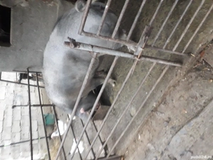 Vand porc de carne Calan - Animale