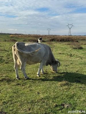 Vaca de vanzare Sibot - Animale