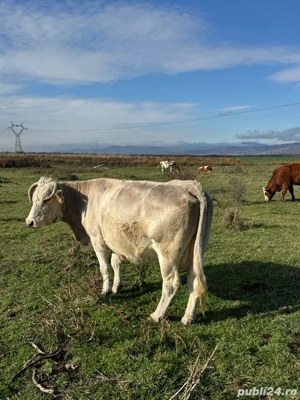 Vaca de vanzare Sibot - Animale