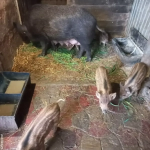 Purceii mistretii de vanzare Racovita - Animale