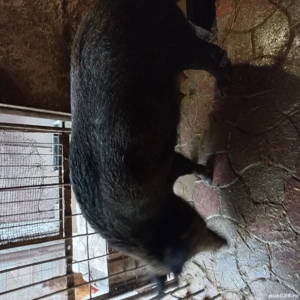 Purceii mistretii de vanzare Racovita - Animale