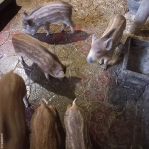 Purceii mistretii de vanzare Racovita - Animale