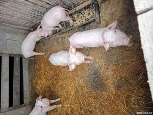 Vand purcei Cociuba Mare - Animale