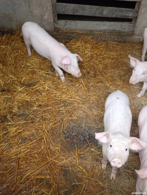 Vand purcei Cociuba Mare - Animale