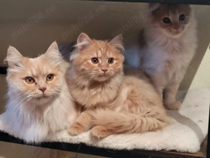Pisici portocalii - Persane Garfield Chiajna - Animale