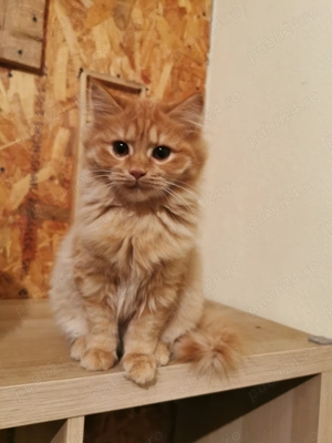 Pisici portocalii - Persane Garfield Chiajna - Animale