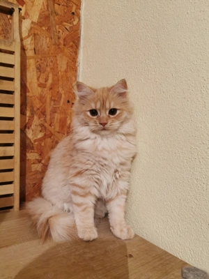 Pisici portocalii - Persane Garfield Chiajna - Animale