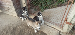 Catelusi Husky Siberian Brad - Animale