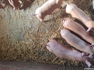 Vand purcei Rachitova - Animale