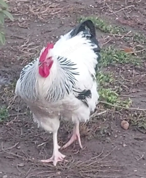 Vand Cocosel Sussex 2025 Oravita - Animale