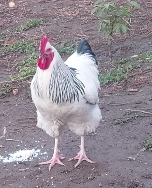 Vand Cocosel Sussex 2025 Oravita - Animale