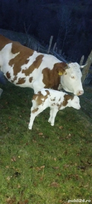 Vaca de vânzare Luncani - Animale