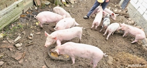 Vand purcei Saraiu - Animale