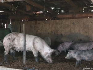 Vând purcei Voiniceni - Animale