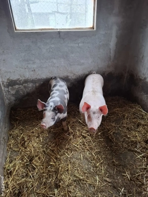 Porci de vânzare Jegalia - Animale