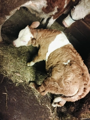 Vițel de vânzare Madrigesti - Animale