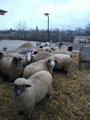 Vând oi tinere 700 lei buc 15 la numar Targsoru Vechi - Animale